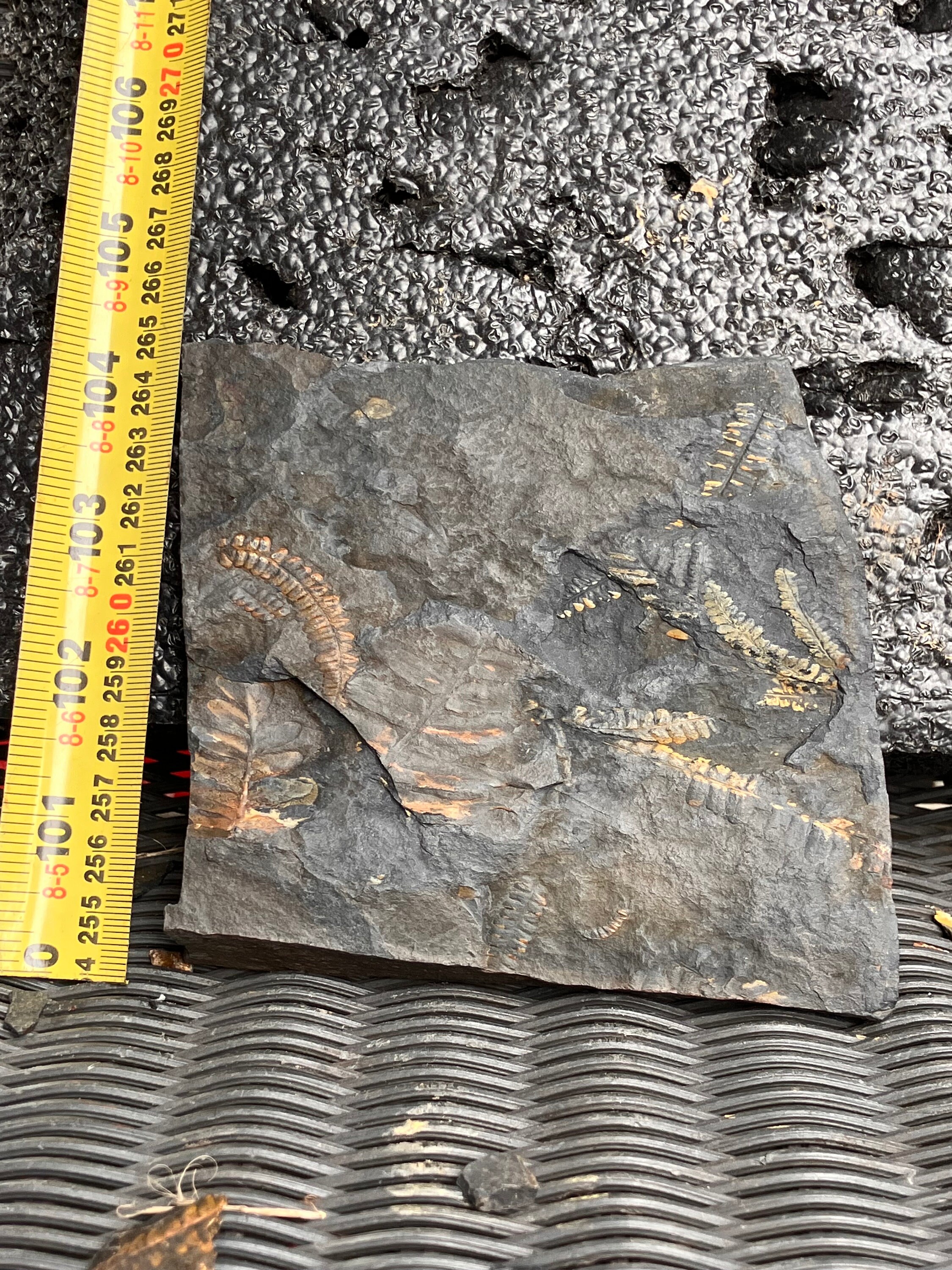 Late Carboniferous Extinct Tree Ferns Colorful 3D Plant Fossil - Etsy