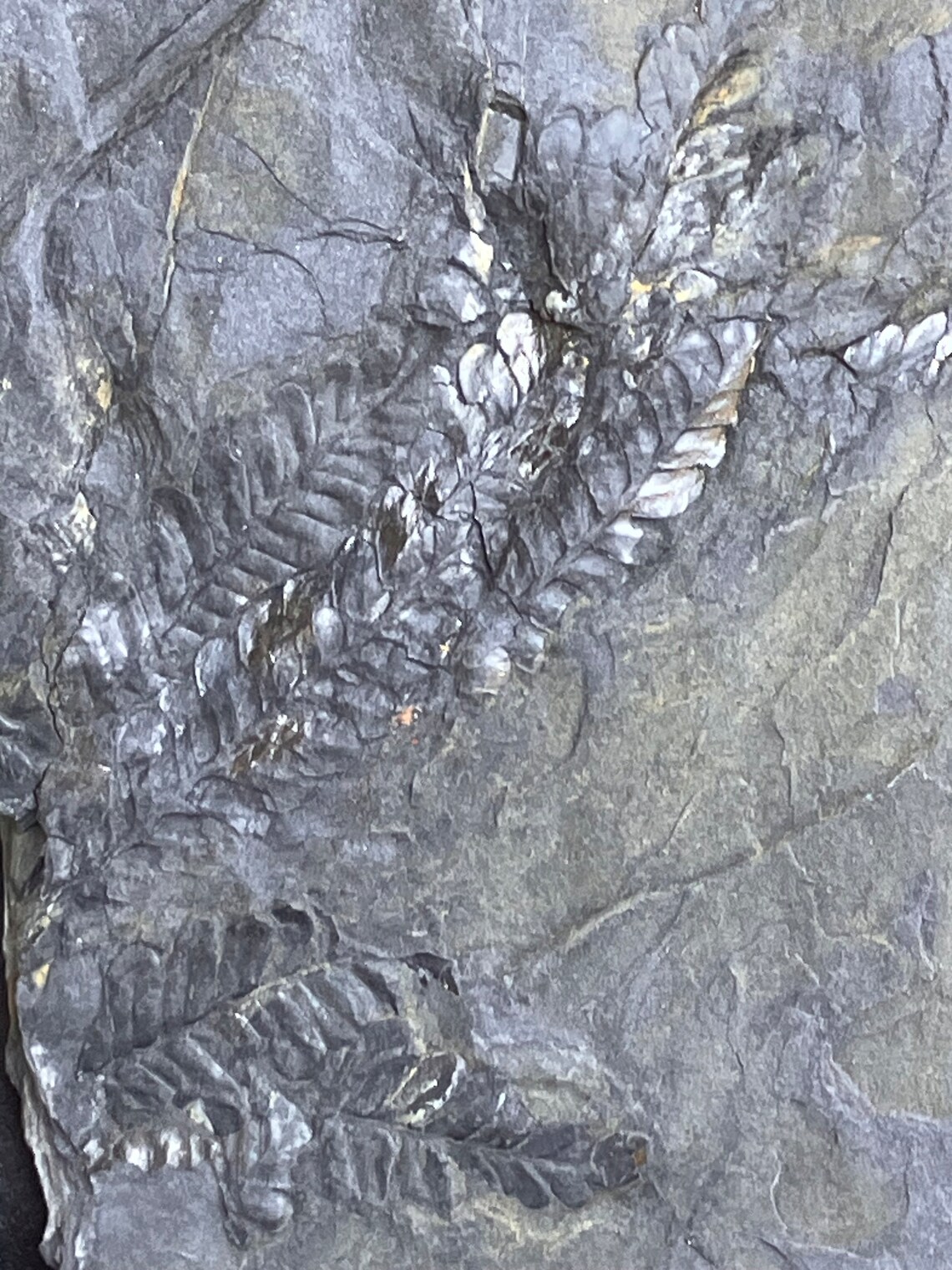 Paleozoic Era Carboniferous Extinct Ferns 3D Plant Fossil - Etsy