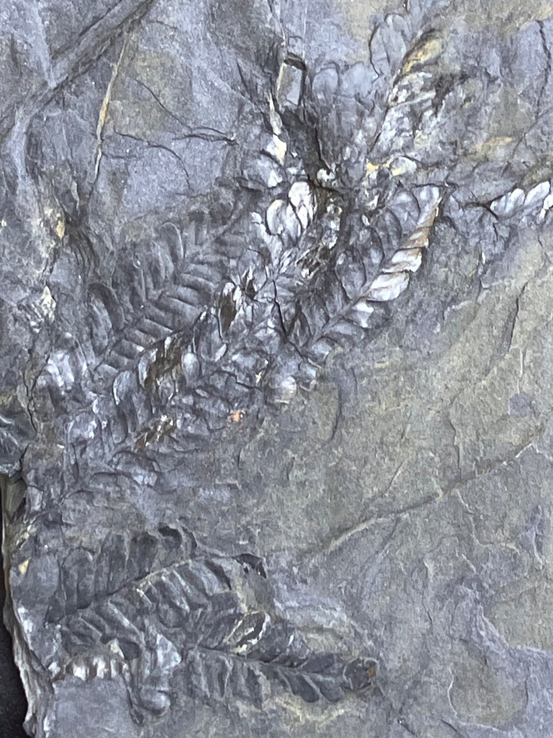 Paleozoic Era Carboniferous Extinct Ferns 3D Plant Fossil - Etsy