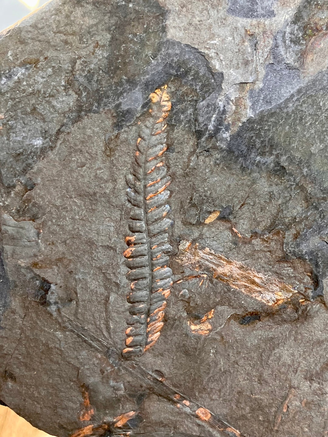 Carboniferous Colorful Pecopteris 3D Fern Fossil - Etsy