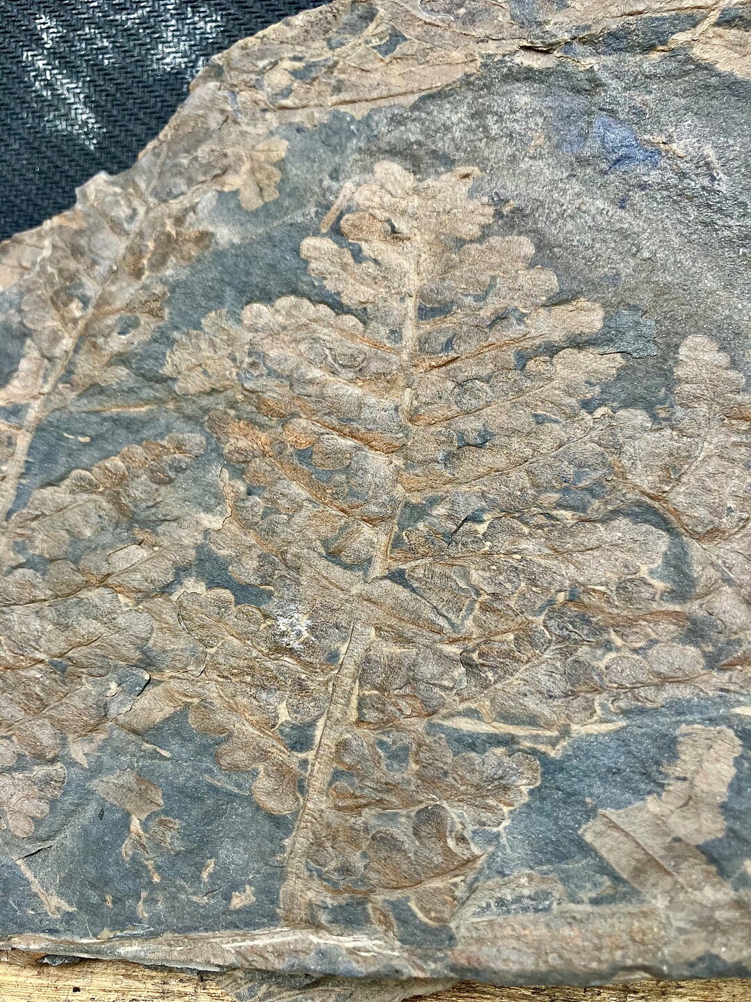 Fern Fossil Specimen, Carboniferous Mariopteris Nervosa, Extinct ...