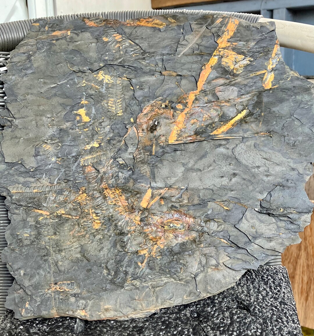 300 Million Year Old Paleozoic Era Extinct Prehistoric Tree - Etsy