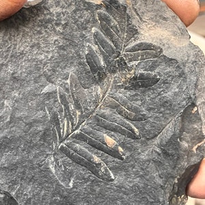 Paleozoic Era Extinct Tree Ferns Flora Plant Fossils - Etsy