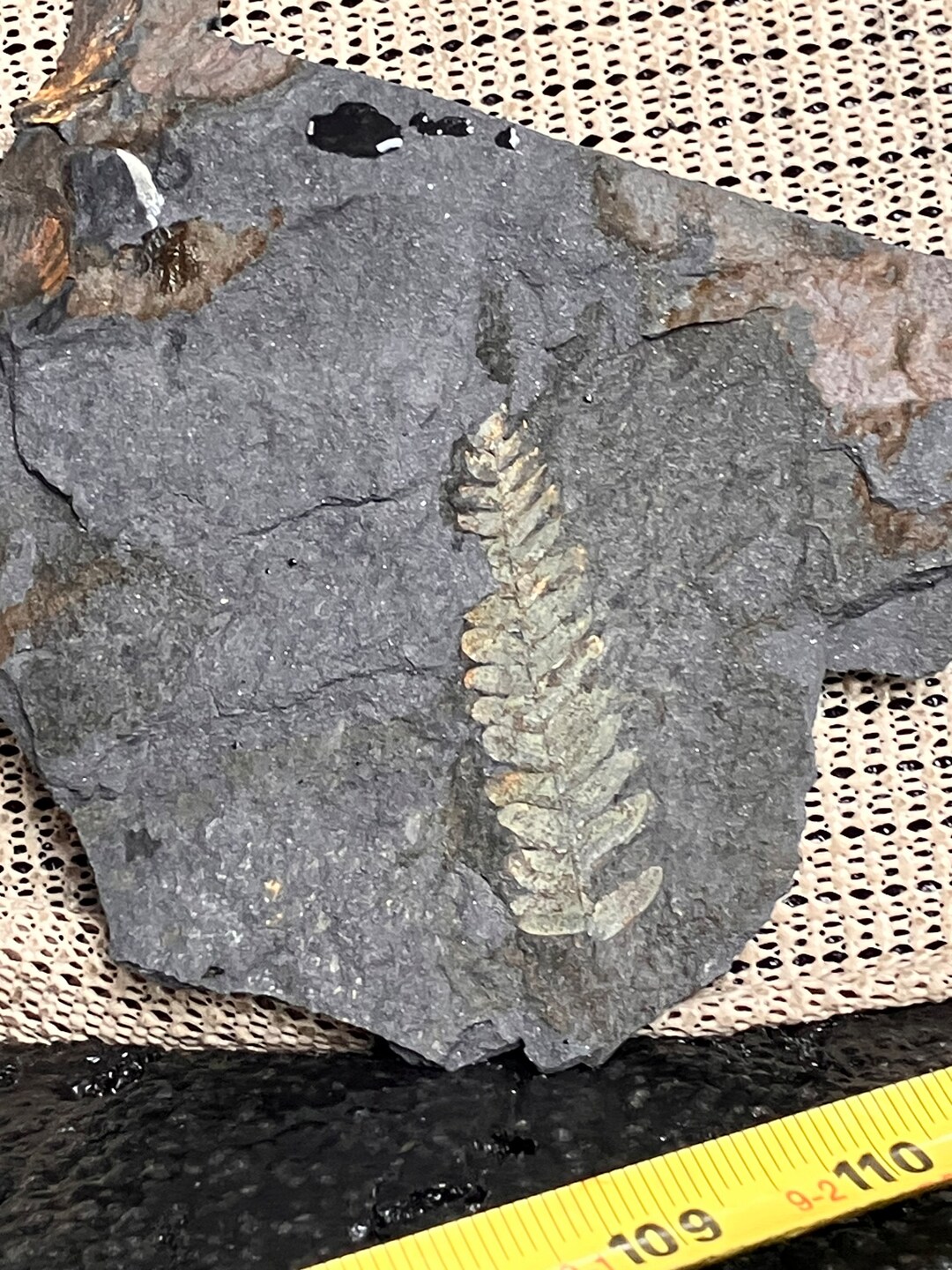 Unique Paleozoic Era Carboniferous Tree Ferns Flora 2 Side 3D Colorful ...