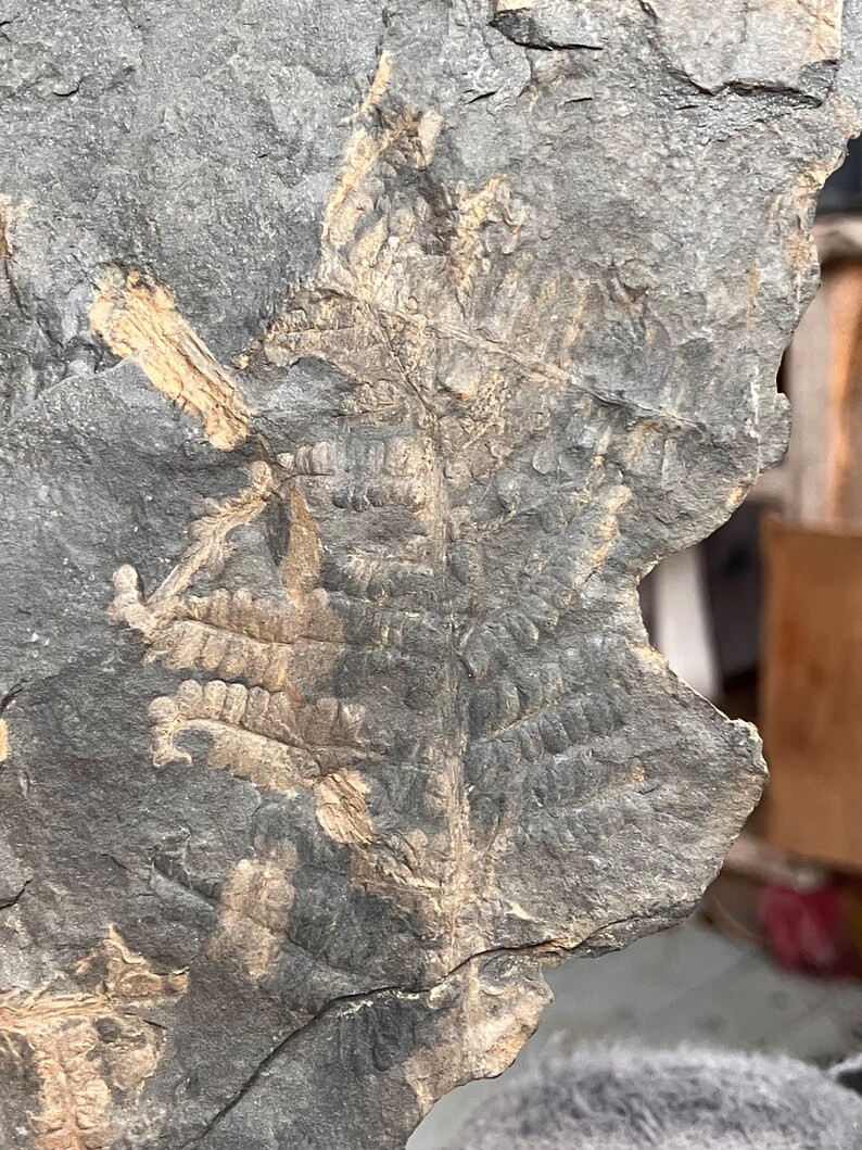 Ancient Carboniferous Period Tree Ferns Flora 3D Plant Fossil - Etsy