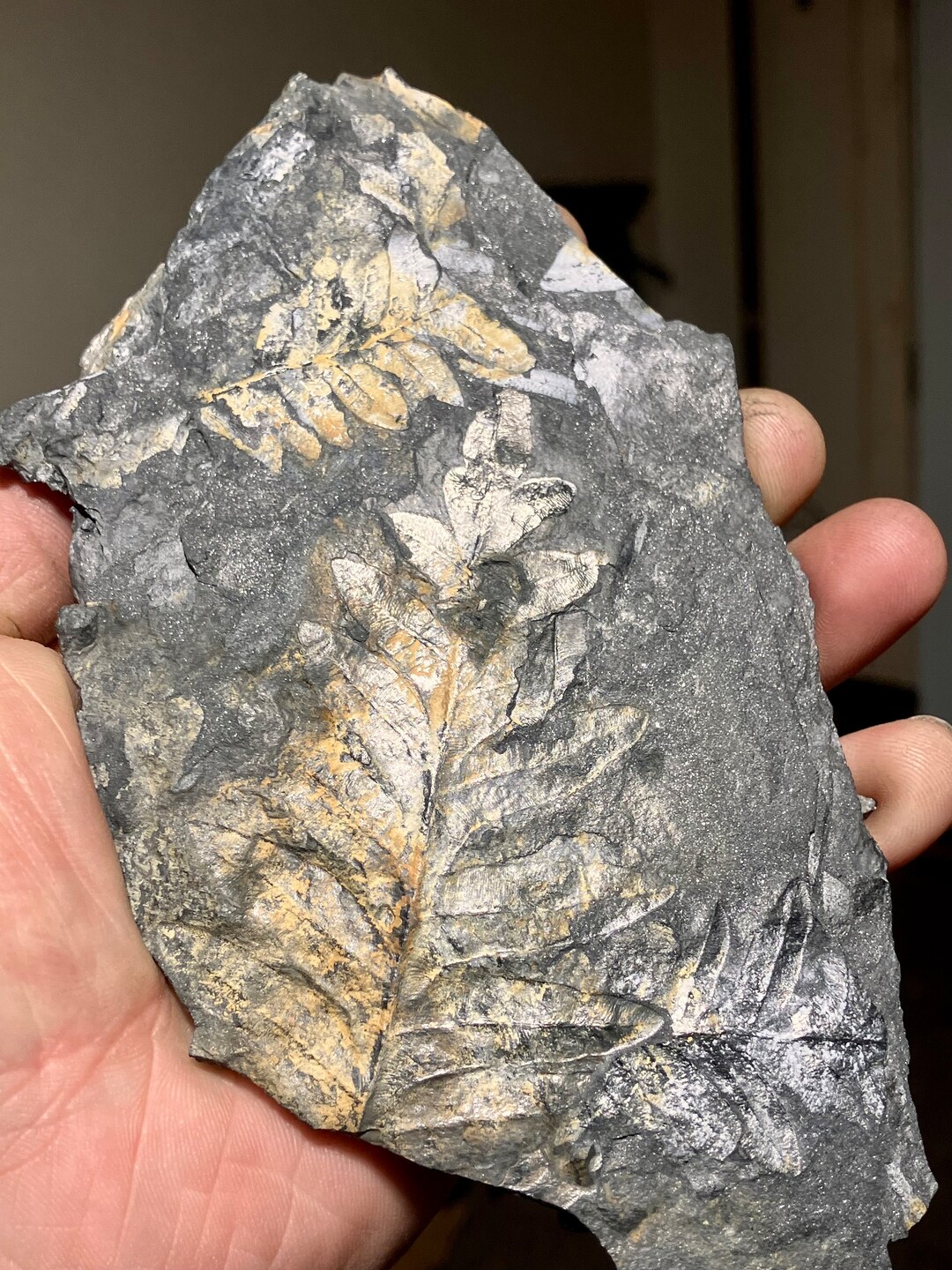 300 Million Year Old Ancient Carboniferous Extinct Tree Fern Colorful ...