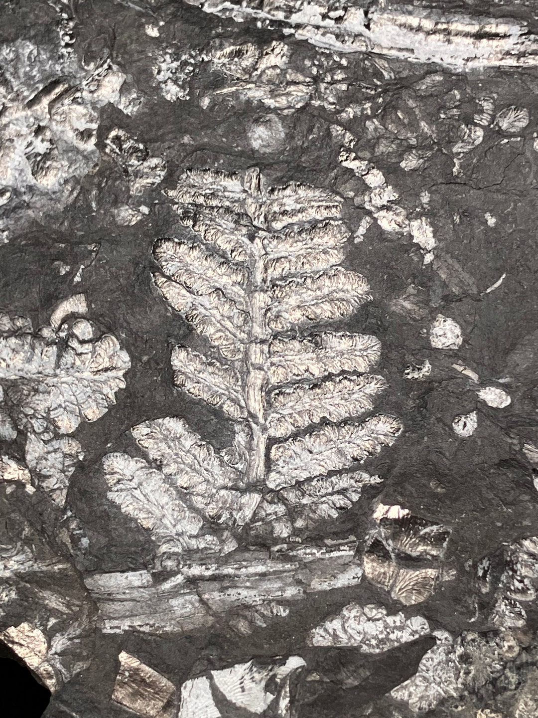 300 Million Year Old Ancient Carboniferous Tree Ferns & Flora Foliage ...