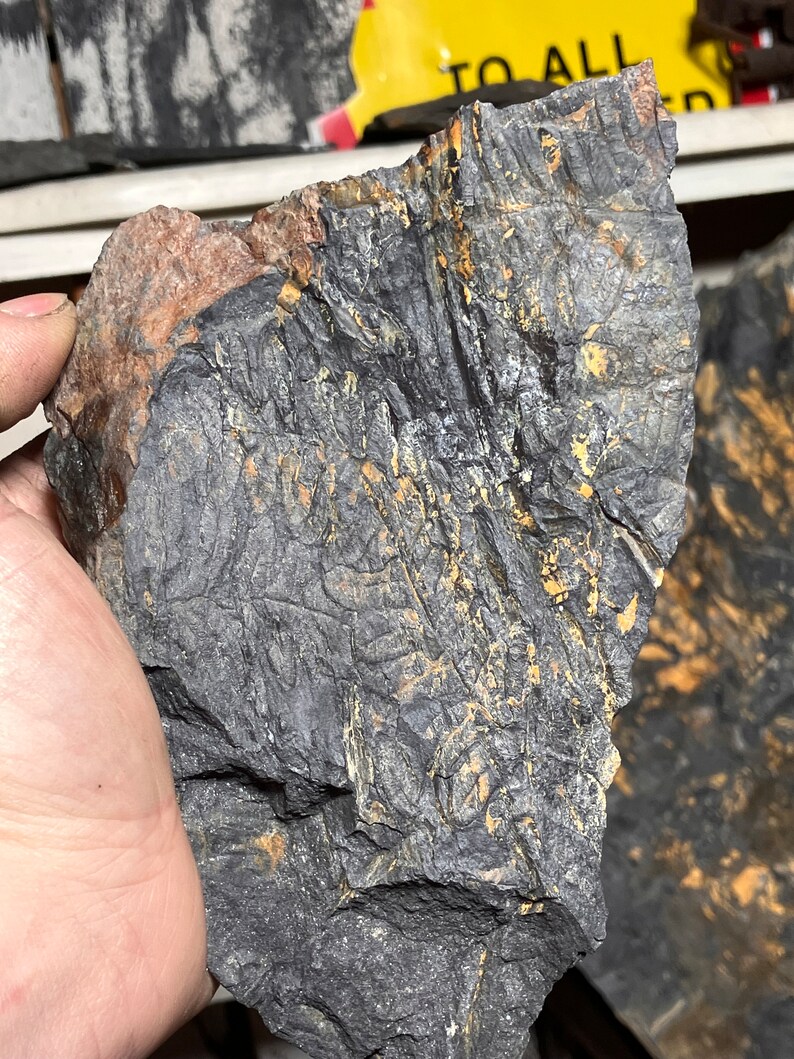 Ancient Paleozoic Era Extinct Tree Ferns Colorful 3D Plant Fossil - Etsy