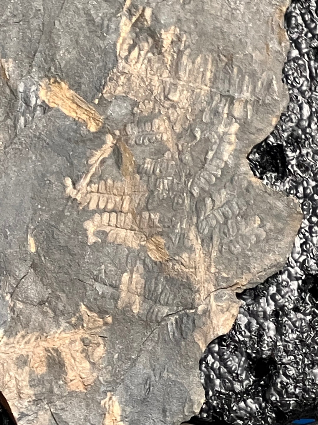 Ancient Carboniferous Period Tree Ferns Flora 3D Plant Fossil - Etsy