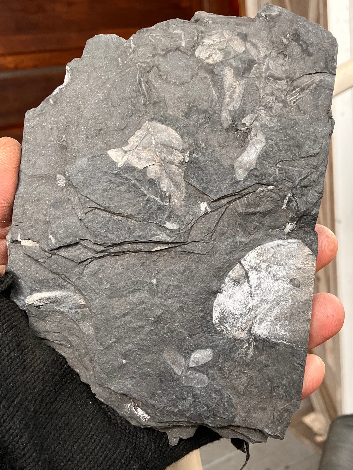 Ancient Paleozoic Era Extinct Tree Fern & Big Leaf Flora Plant Fossil ...