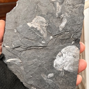 Ancient Paleozoic Era Extinct Tree Fern & Big Leaf Flora Plant Fossil ...