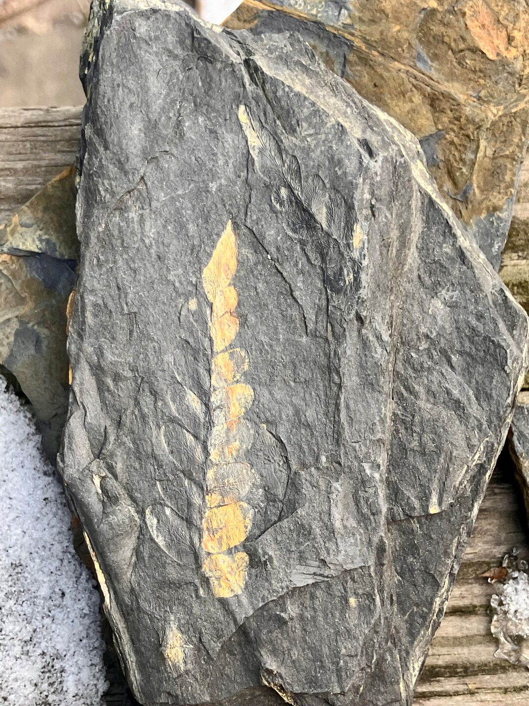 Ancient Paleozoic Extinct Tree Fern Colorful Flora Plant Fossil - Etsy