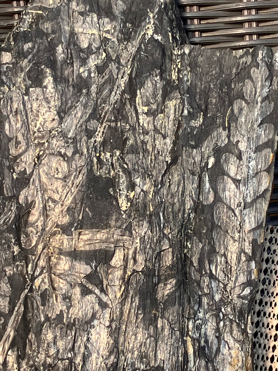 Ancient Paleozoic Era Extinct Tree Ferns & Flora Foliage Plant Fossil ...