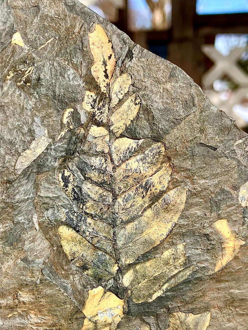 Deep Color Carboniferous Alethopteris Fern 3D Flora Plant Fossil - Etsy