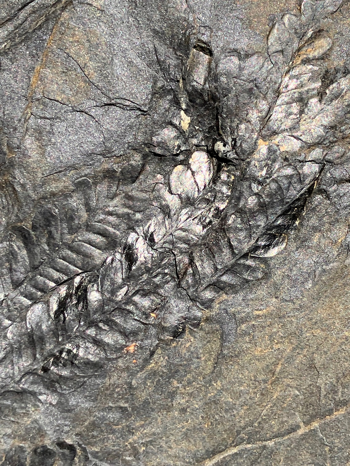 Paleozoic Era Carboniferous Extinct Ferns 3D Plant Fossil - Etsy