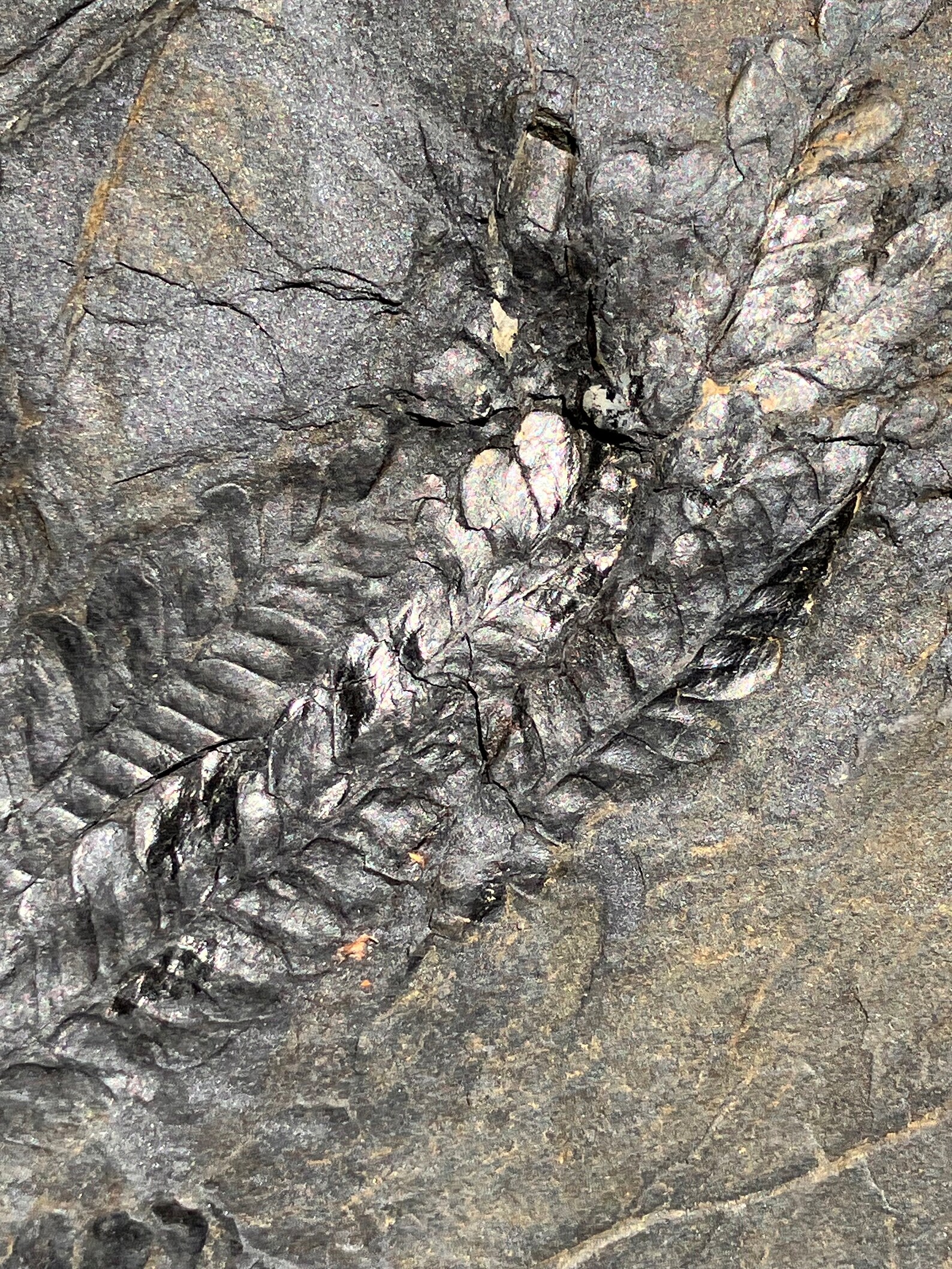 Paleozoic Era Carboniferous Extinct Ferns 3D Plant Fossil - Etsy