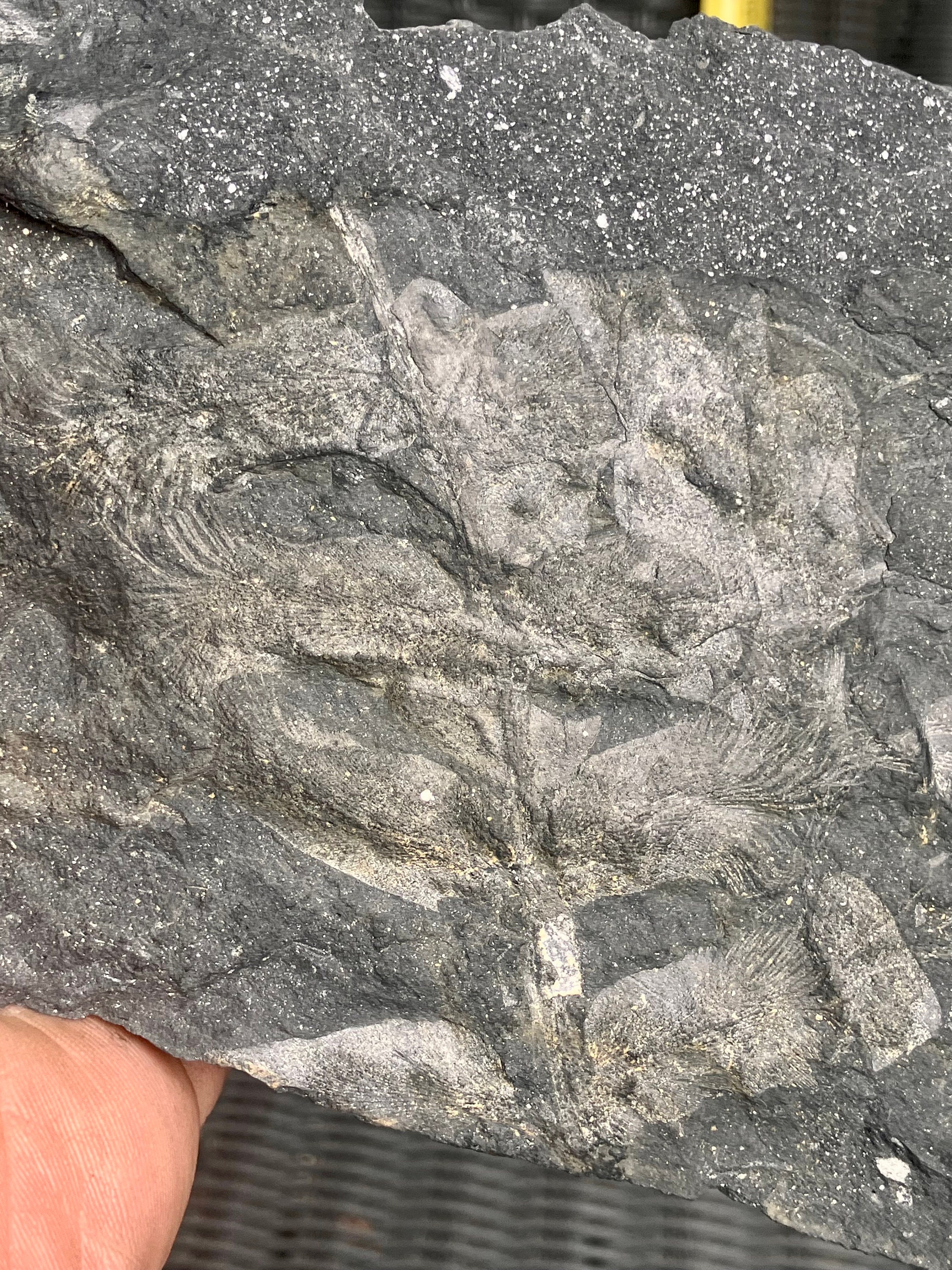 Extremely Rare Paleozoic Era Basil Leaf Neuropteris Sp Plant Fossil - Etsy