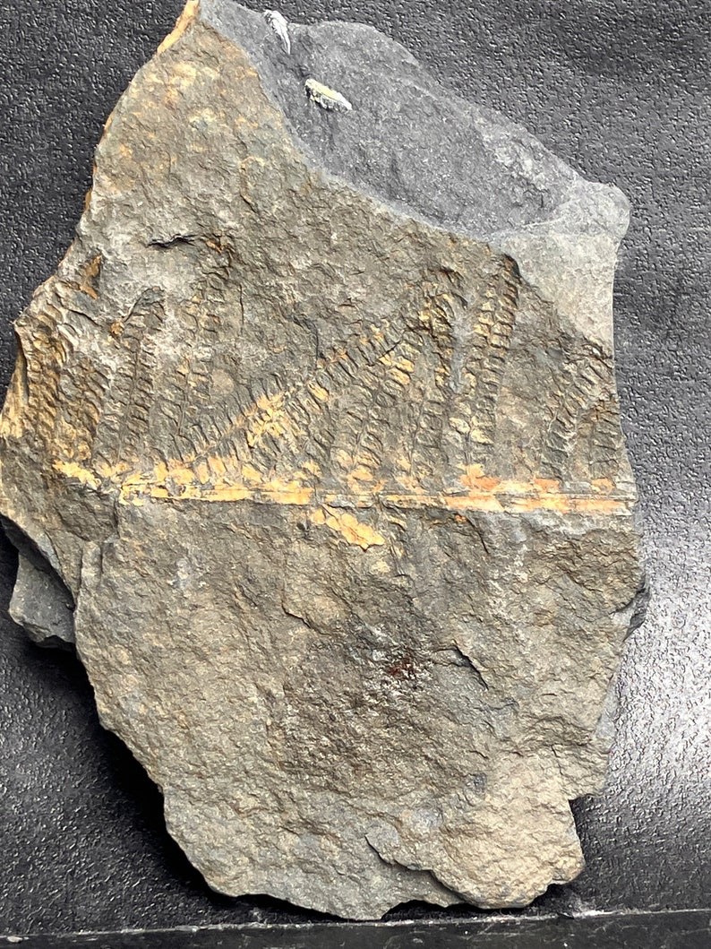 Pennsylvanian Age Pecopteris Tree Ferns 3D Flora Fossil - Etsy