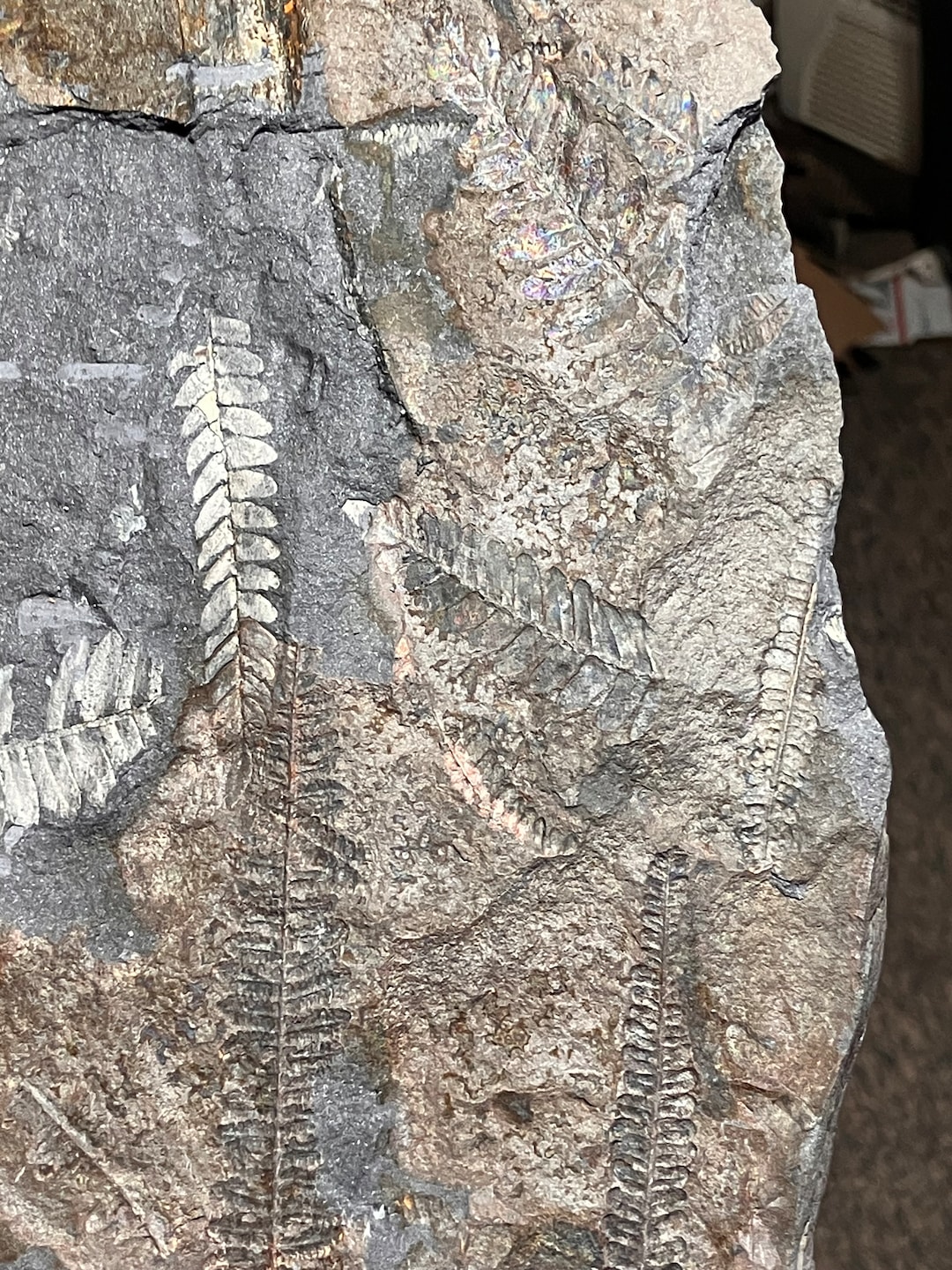 300 Million Year Old Ancient Carboniferous Extinct Tree Ferns Colorful ...