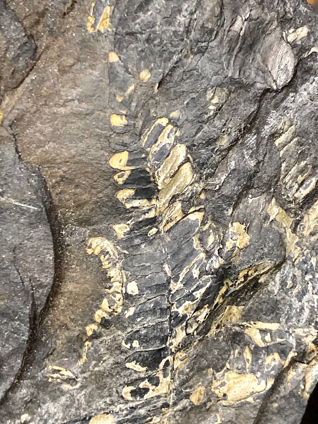 Paleozoic Era Upper Carboniferous Scale Tree Fern & Branches - Etsy