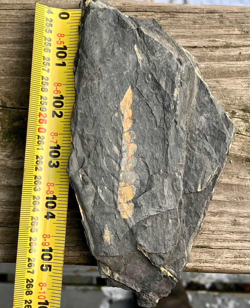 Ancient Paleozoic Extinct Tree Fern Colorful Flora Plant Fossil - Etsy