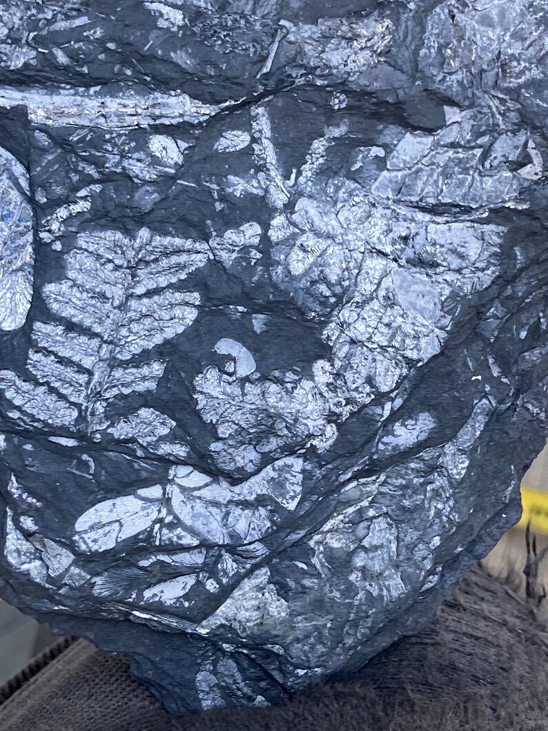 Ancient Paleozoic Era Extinct Tree Ferns & Flora Foliage Plant Fossil ...