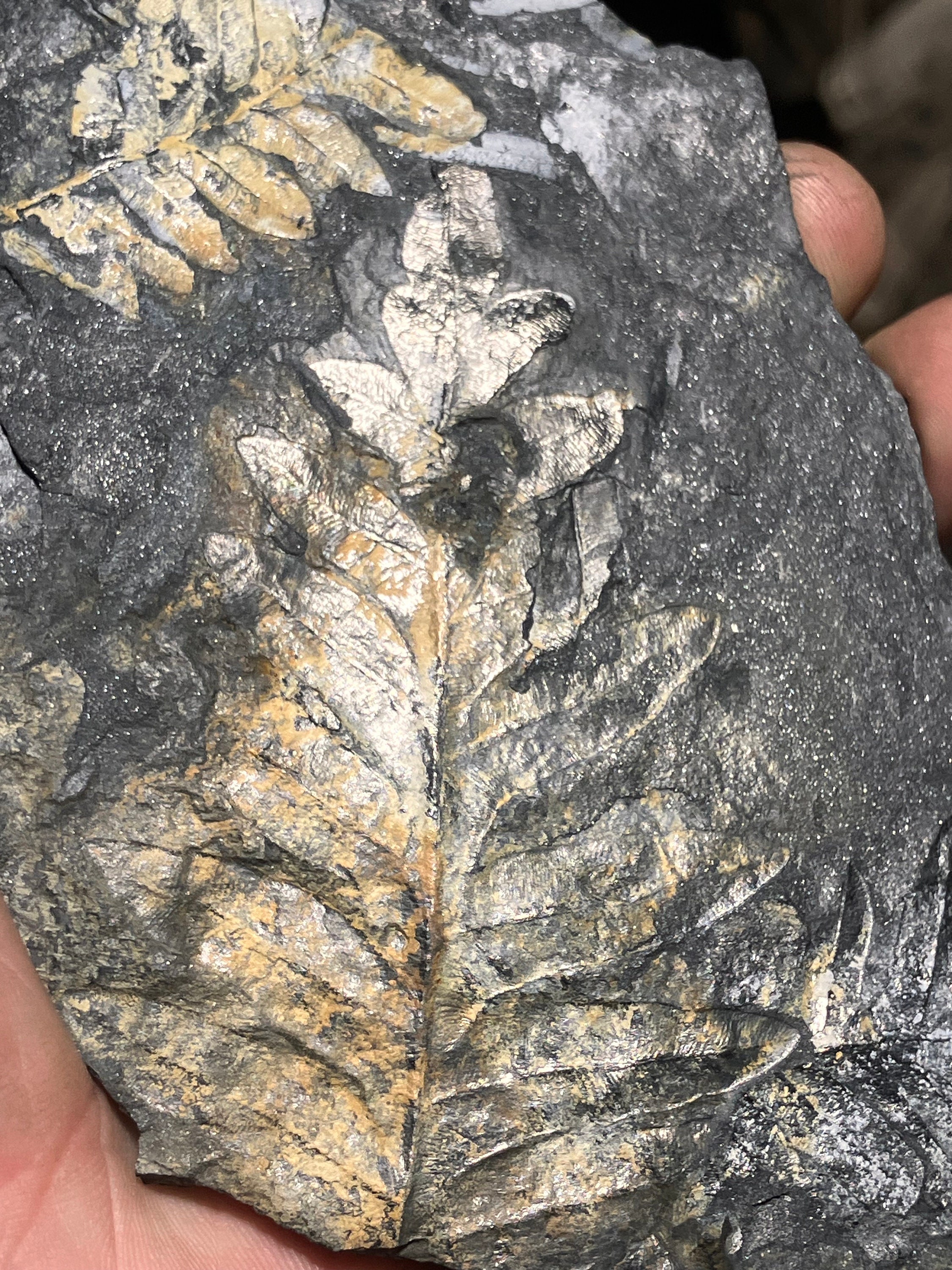 300 Million Year Old Ancient Carboniferous Extinct Tree Fern Colorful ...