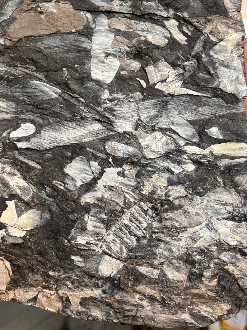 Ancient Paleozoic Era Extinct Tree Ferns, Foliage & Branches Flora ...