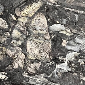 Paleozoic Era Extinct Tree Ferns Foliage 3D Flora Plant Fossil - Etsy