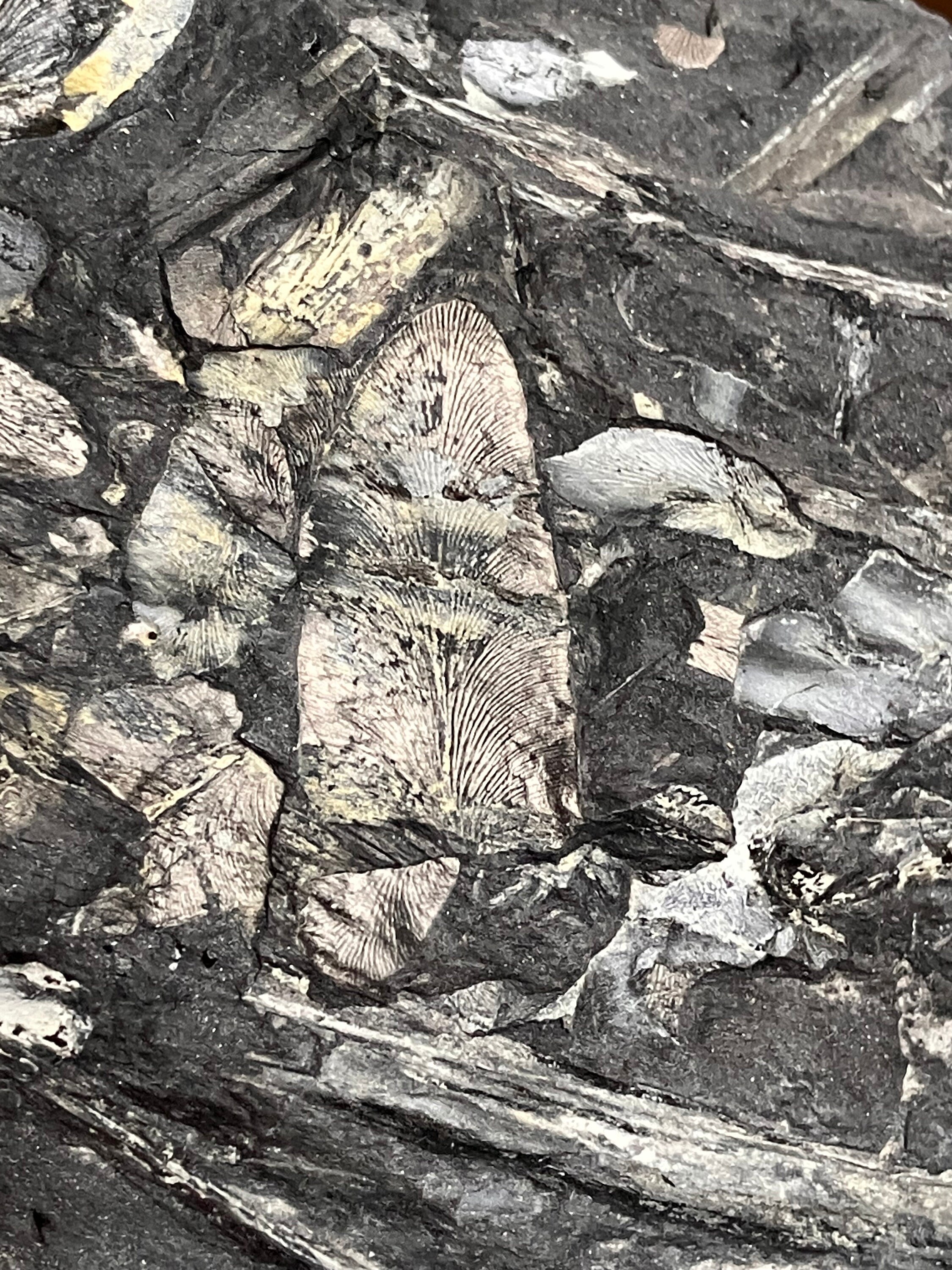 Paleozoic Era Extinct Tree Ferns Foliage 3D Flora Plant Fossil - Etsy