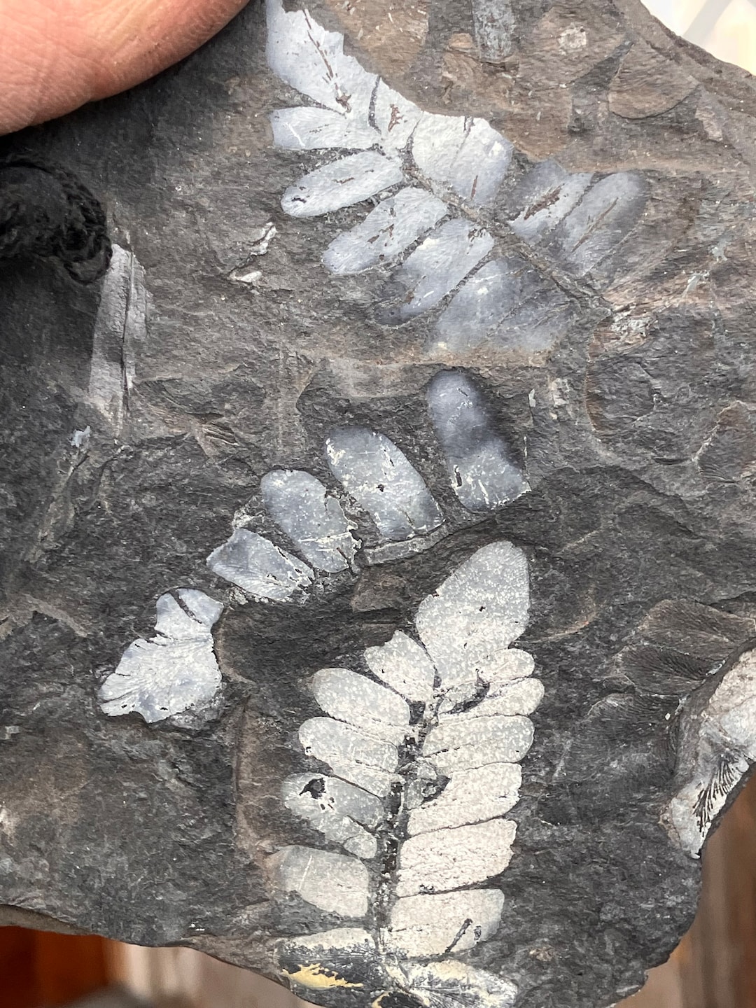 300 Million Year Old Ancient Carboniferous Tree Ferns Foliage Plant ...