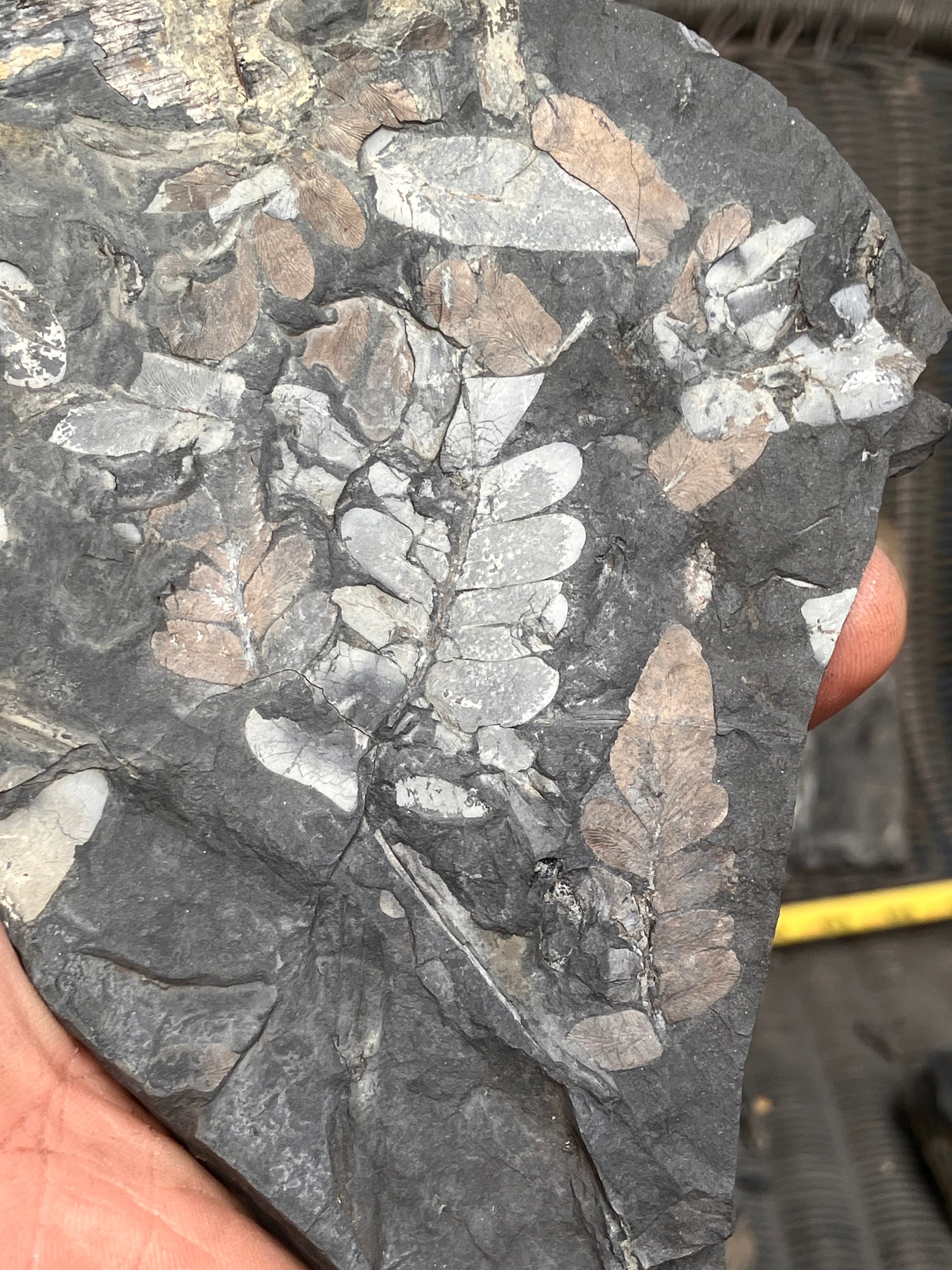 Paleozoic Era Extinct Tree Ferns Plant Fossil - Etsy Australia