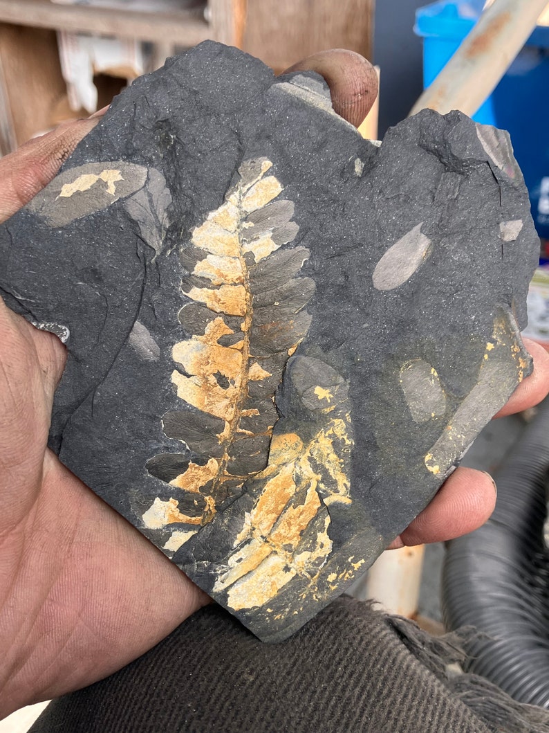 Ancient Paleozoic Extinct Tree Fern Colorful Flora Plant Fossil - Etsy