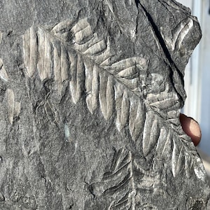 300 Million Year Old Paleozoic Era Extinct Prehistoric Tree - Etsy