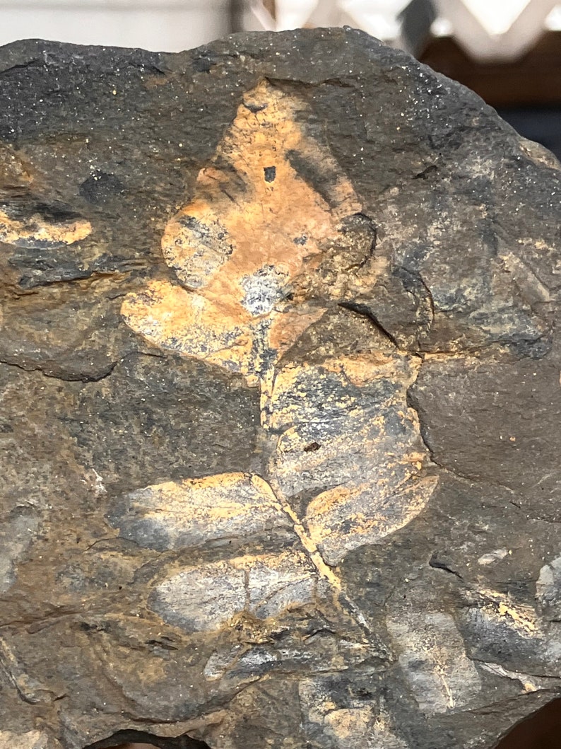 Pyrite Paleozoic Era Extinct Tree Fern Flora 3D Plant Fossil - Etsy