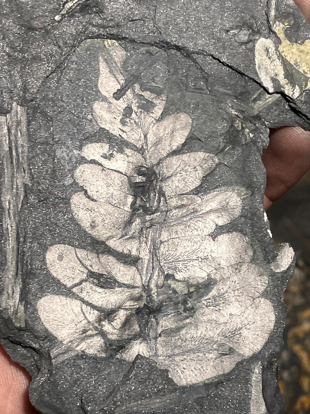 Extinct Paleozoic Era Ancient Tree Fern 3D Plant Leaf Fossil - Etsy