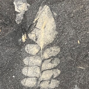 Ancient Paleozoic Era Tree Fern Flora Pyrite Plant Fossil - Etsy