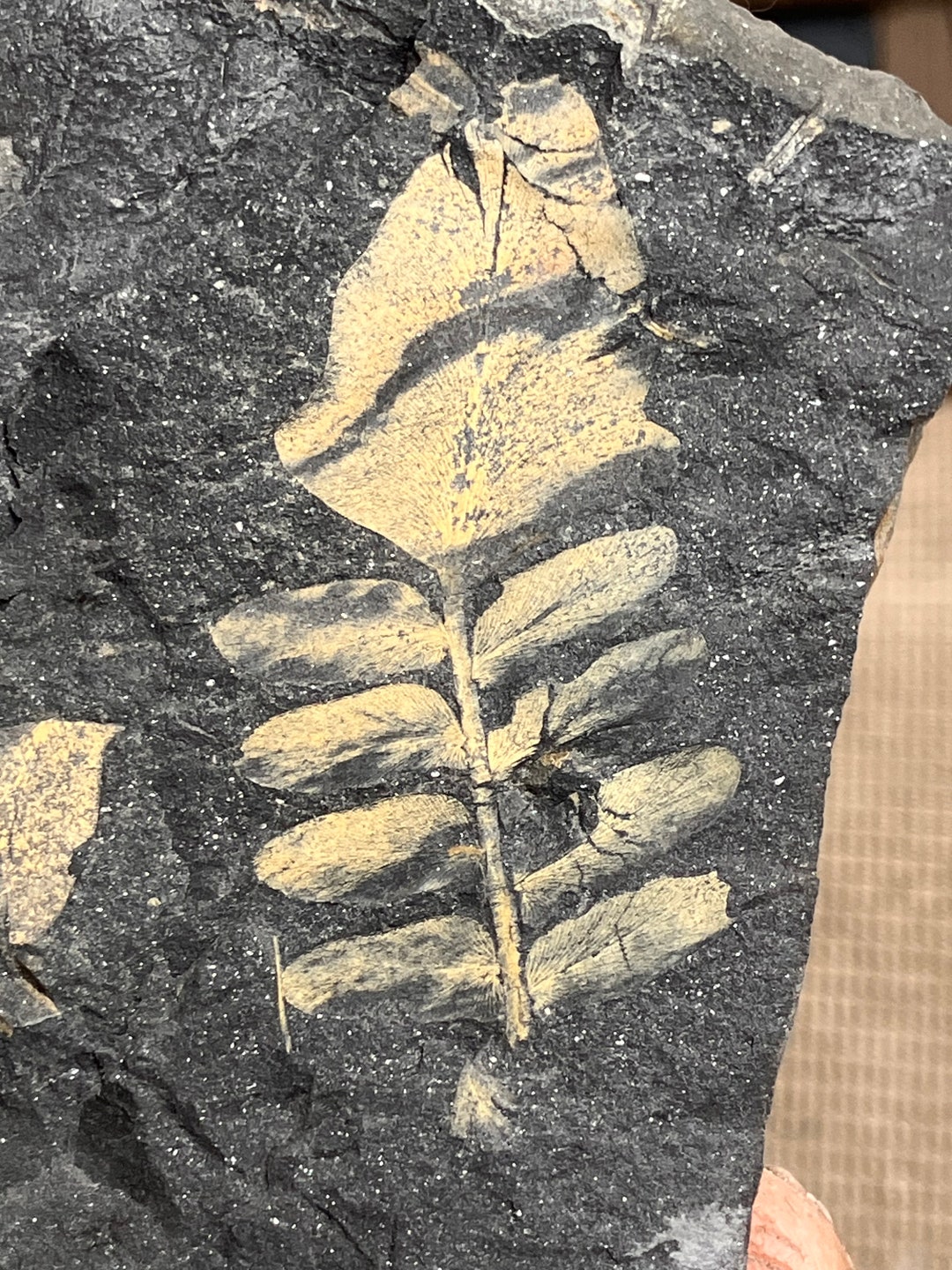 Extinct Paleozoic Era Carboniferous Tree Fern and Flora Foliage 2 Sided ...