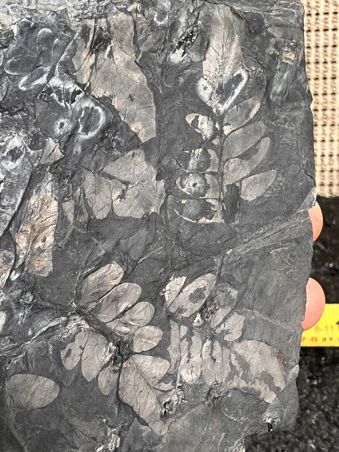 Extinct Paleozoic Era Ancient Tree Ferns Plant Fossil - Etsy