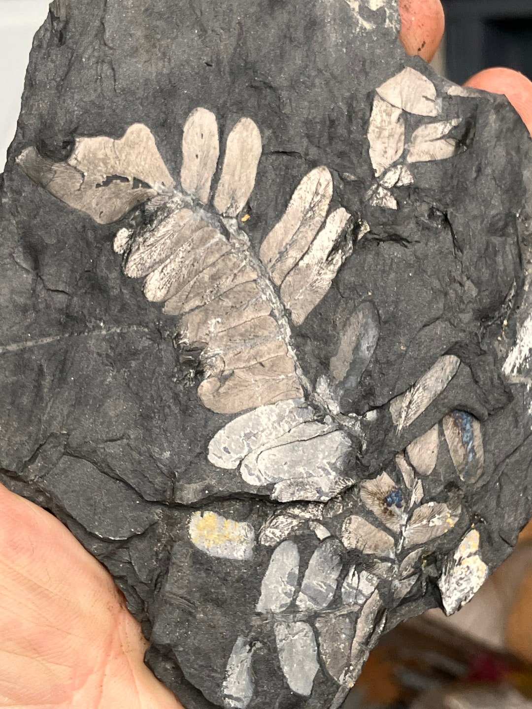 Extinct Paleozoic Era Tree Fern Flora 3D Plant Fossil - Etsy