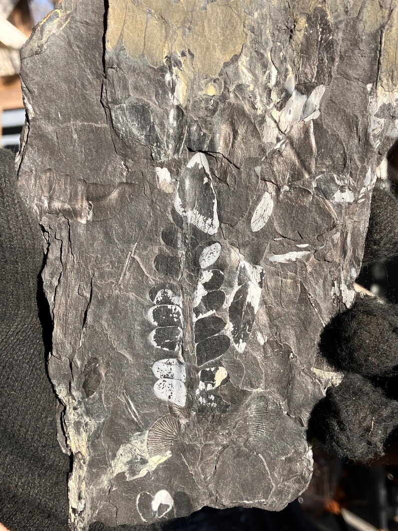 300 Million Year Old Extinct Tree Ferns, Foliage & Branch 2 Sided Flora ...