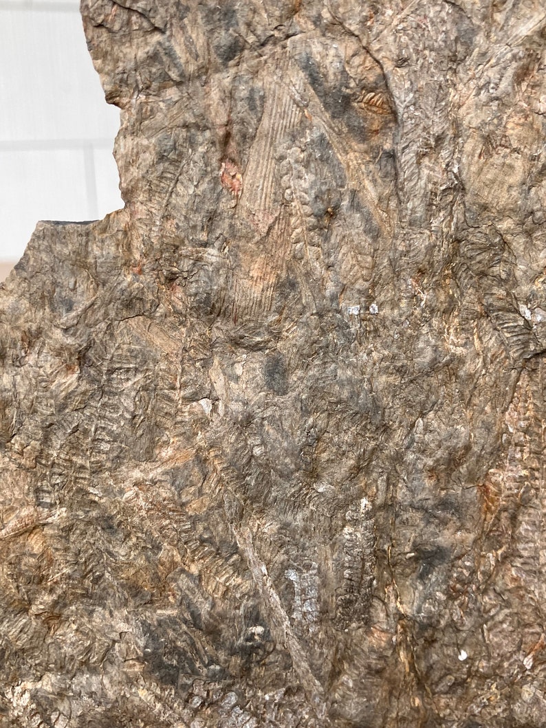 Paleozoic Era Dozens of Extinct Tree Ferns & Flora Foliage Plant Fossil ...