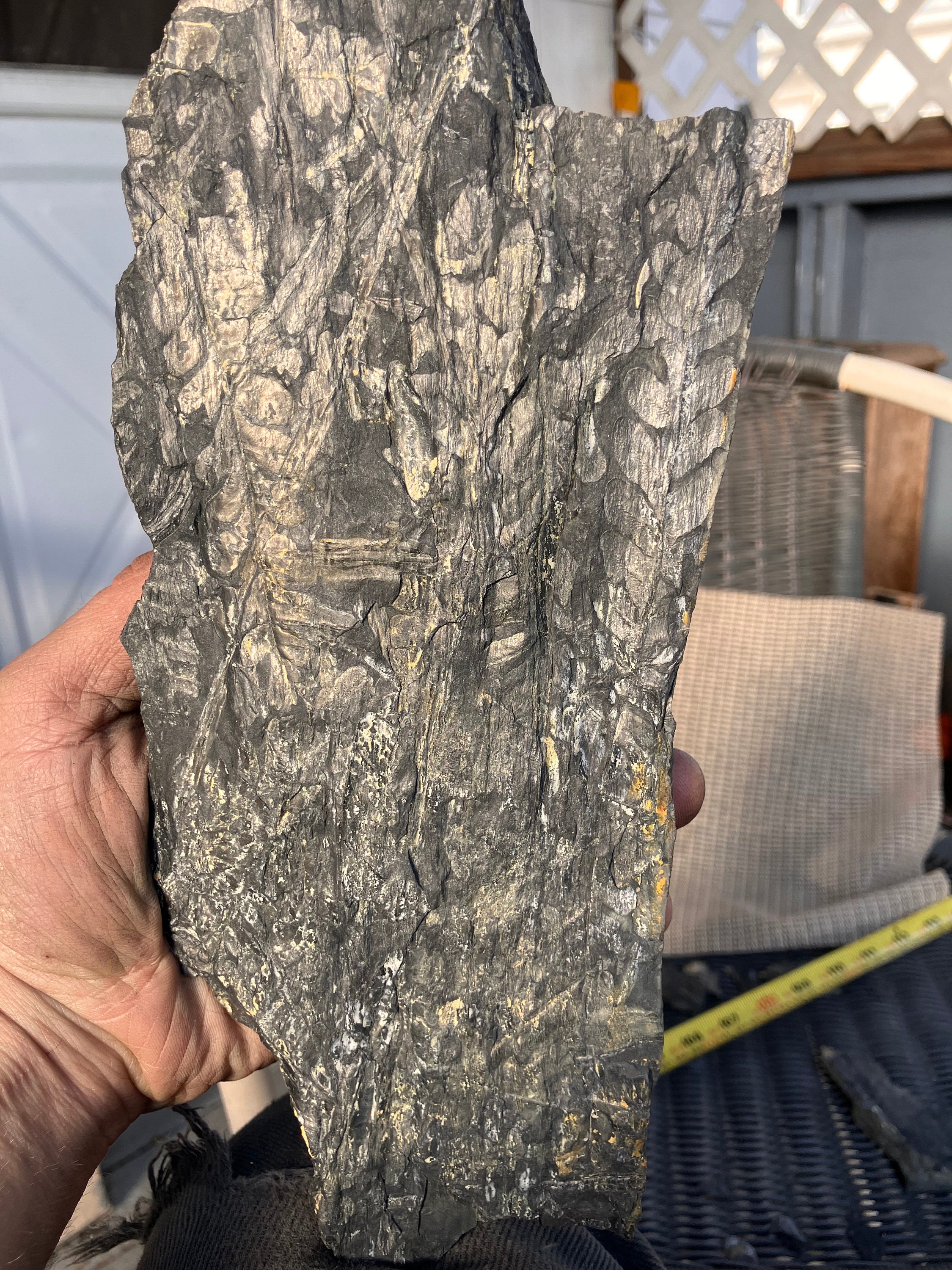 Ancient Paleozoic Era Extinct Tree Ferns & Flora Foliage Plant Fossil ...