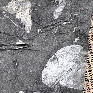 Ancient Paleozoic Era Extinct Tree Fern & Big Leaf Flora Plant Fossil ...