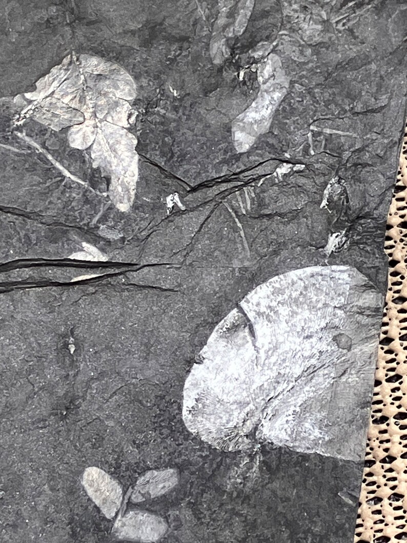 Ancient Paleozoic Era Extinct Tree Fern & Big Leaf Flora Plant Fossil ...