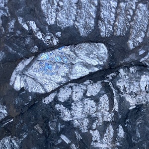 Ancient Paleozoic Era Extinct Tree Ferns & Flora Foliage Plant Fossil ...