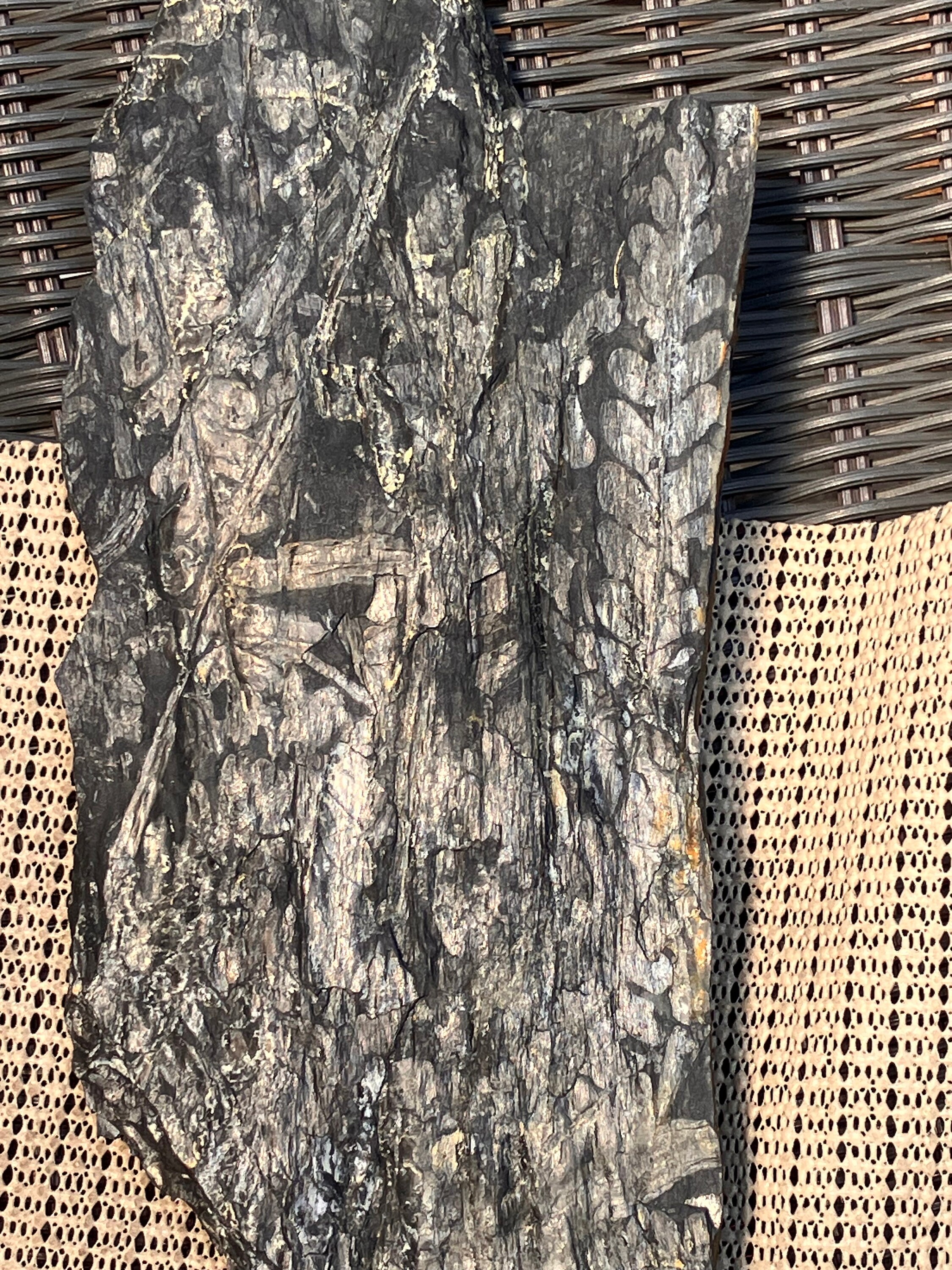 Ancient Paleozoic Era Extinct Tree Ferns & Flora Foliage Plant Fossil ...