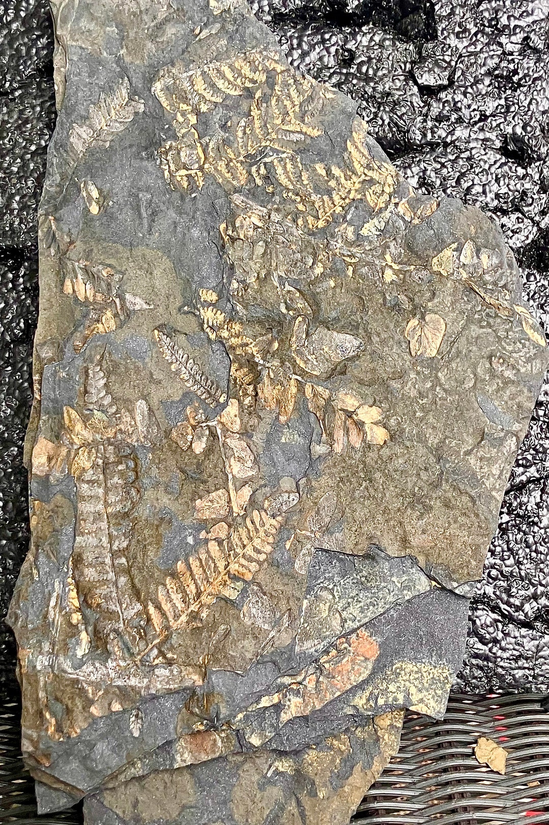 Carboniferous Multi Color Tree Ferns & Flora Foliage Large Plant Fossil ...