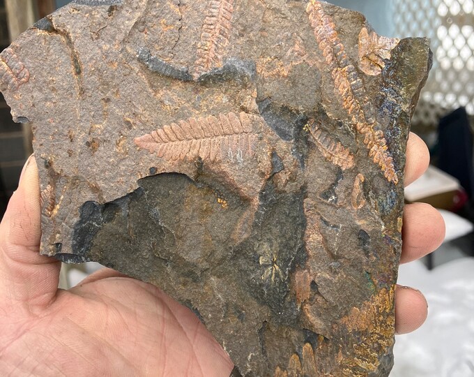 Ancient Paleozoic Era Extinct Tree Ferns Colorful 3D Plant Fossil - Etsy