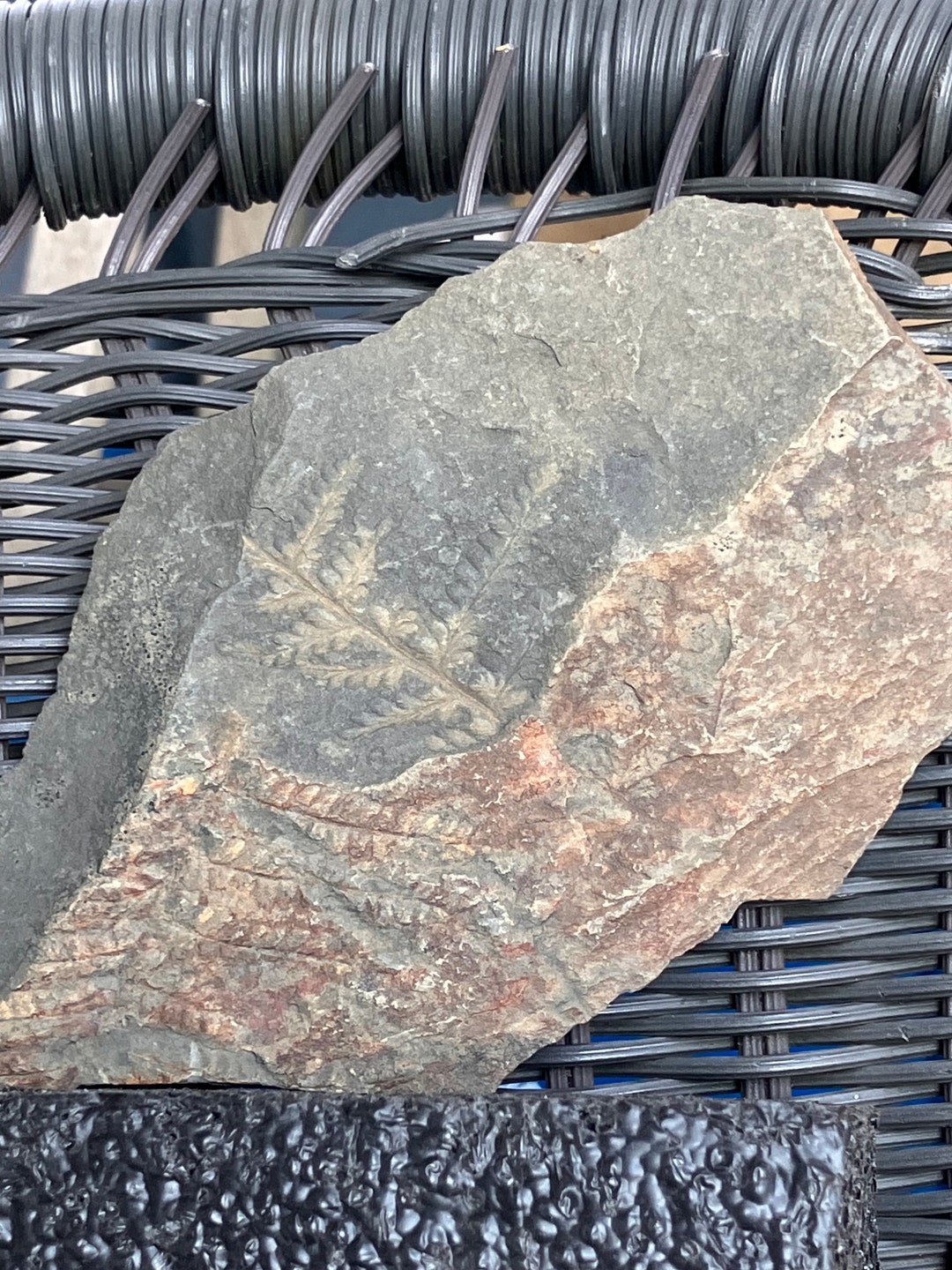 300 Million Year Old Extinct Tree Ferns Flora 3D Plant Fossil - Etsy